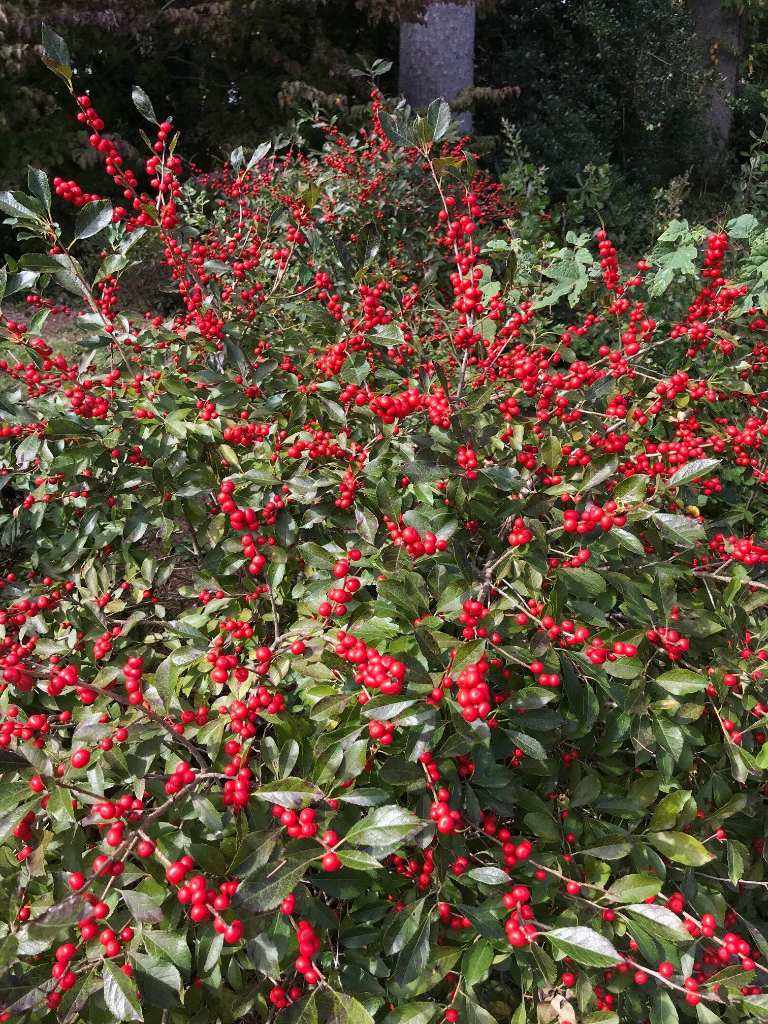 What’s In Bloom – Planting Fields Foundation