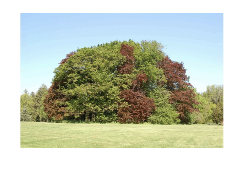 The Beech Copse on the East Lawn – Planting Fields Foundation