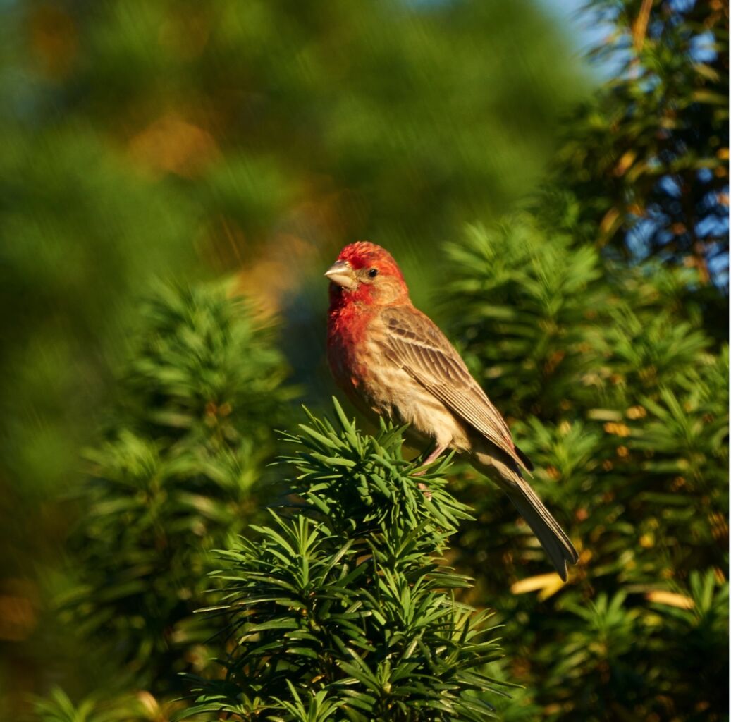 Planting Fields Foundation