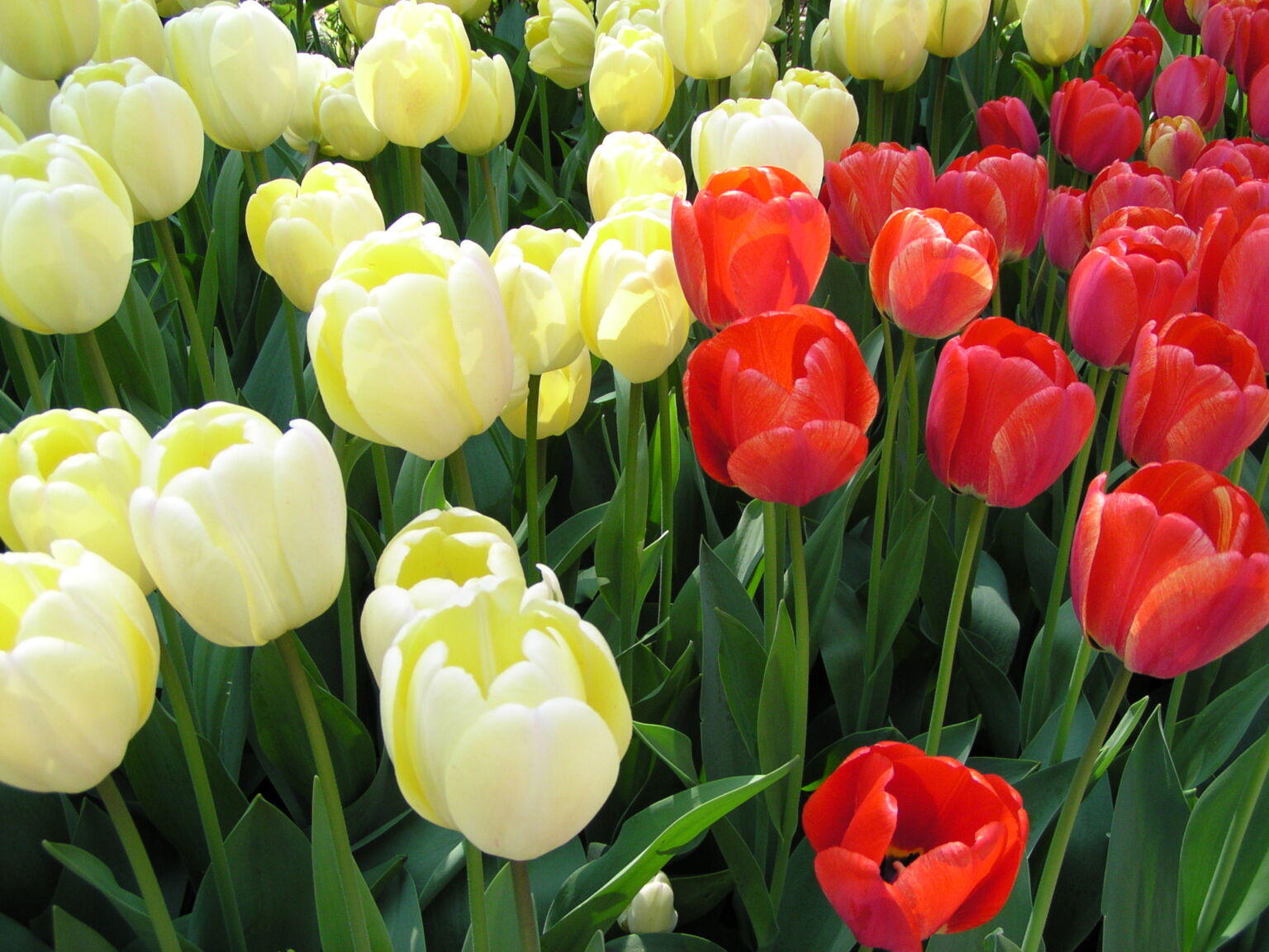 Planting Fields Foundation