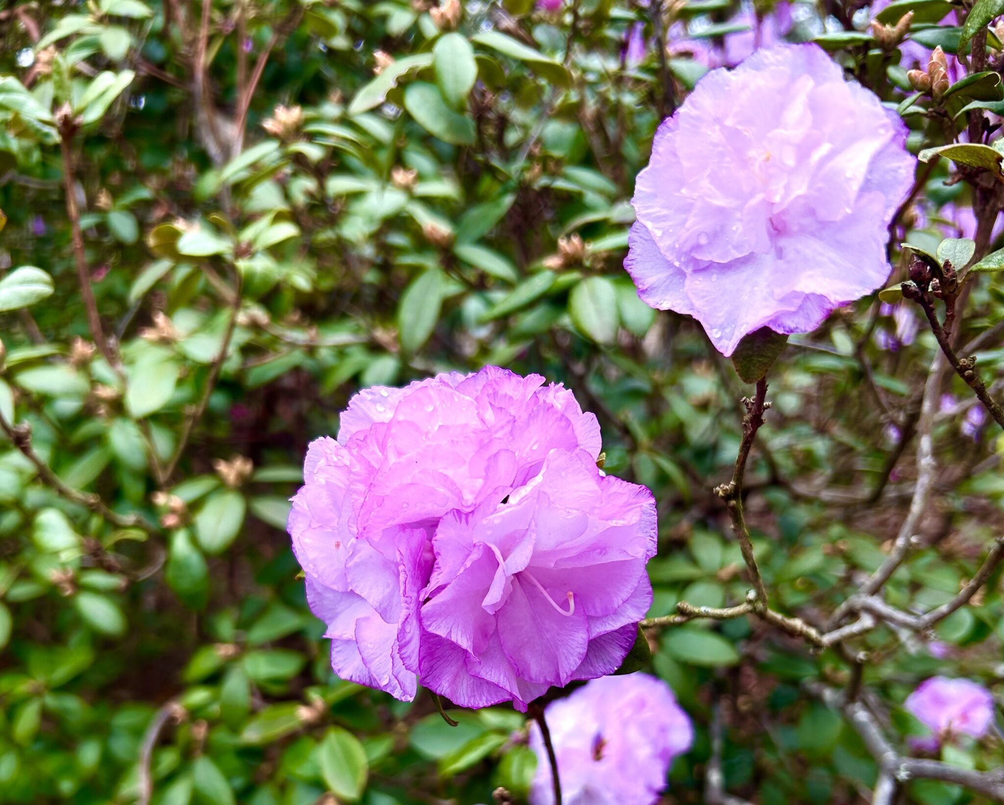 Planting Fields Foundation