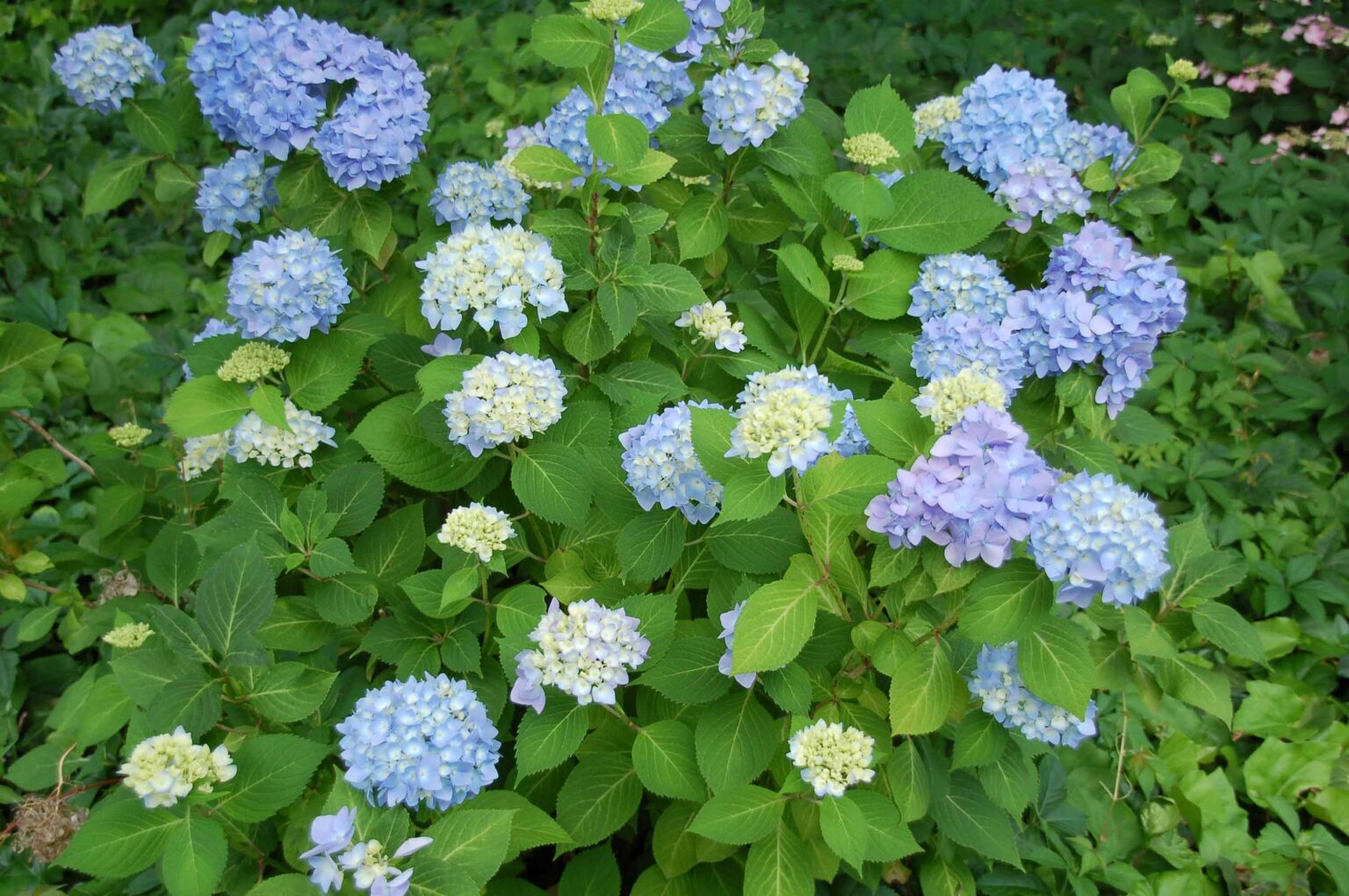 Planting Fields Foundation